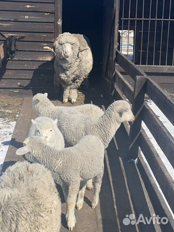 Ягнята породные