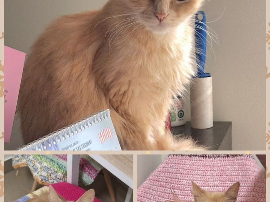 Кошечка Лиса в добрые руки