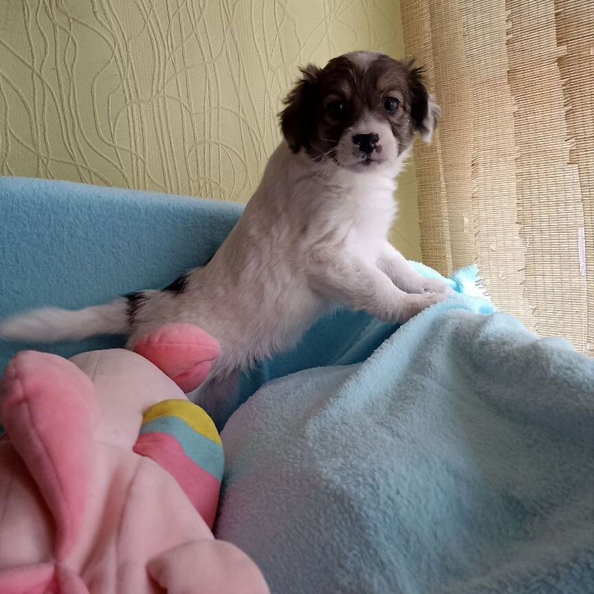 Турба (щенок девочка без породы)