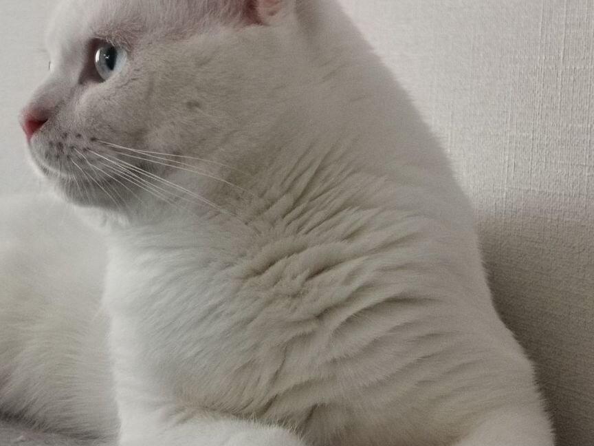 Шотландский кот на вязку