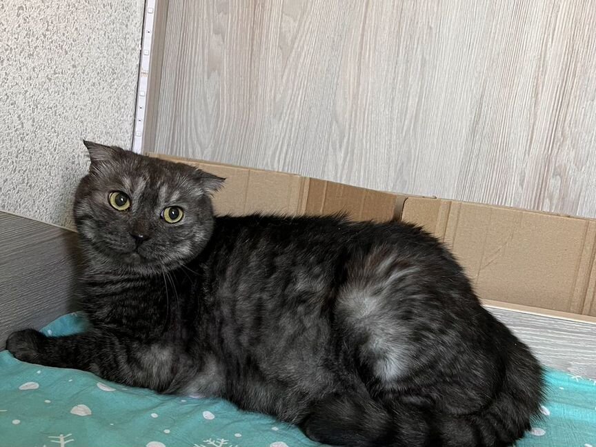 Барсик ищет дом