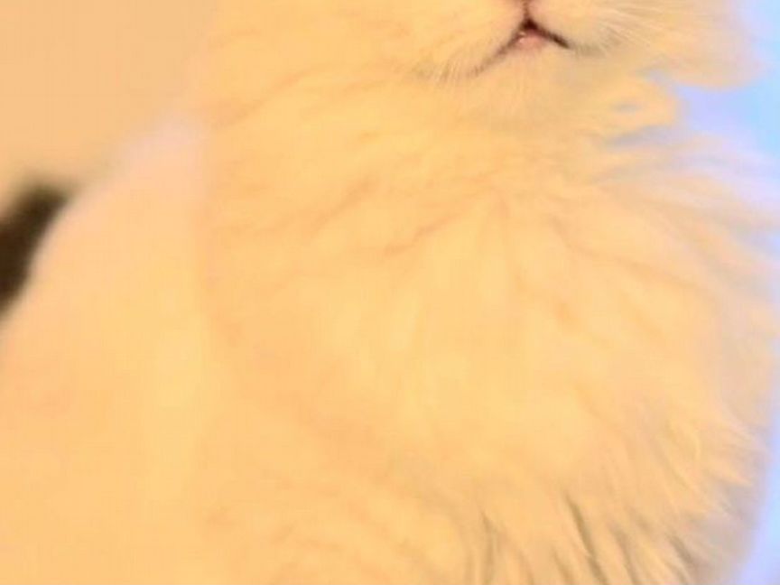 Кошка Турецкая ангора пушистая