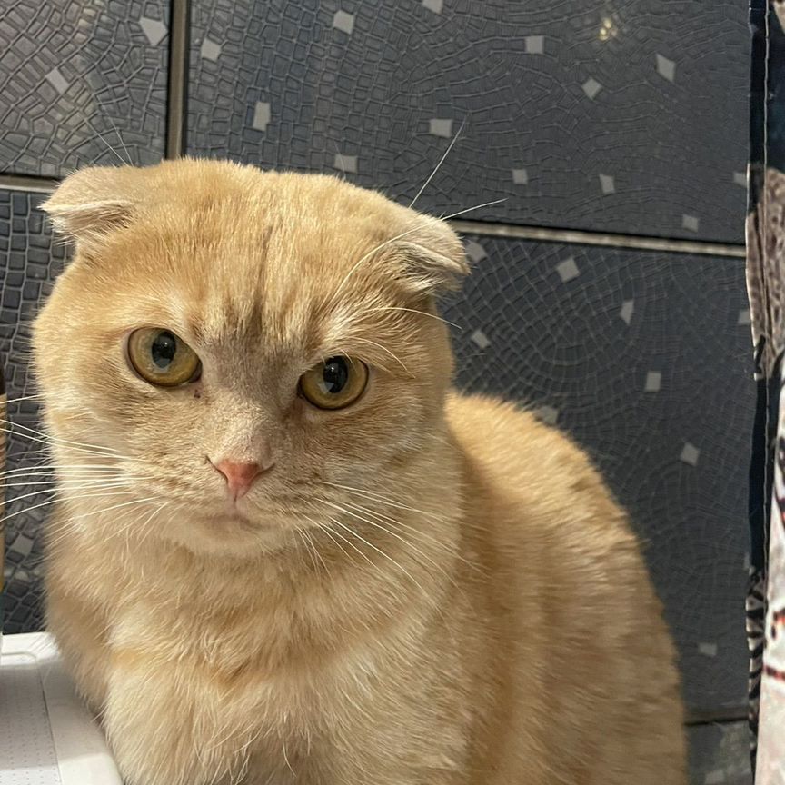 Отдам кота в добрые руки