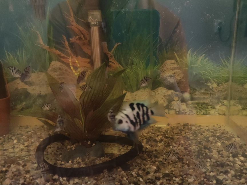 Аквариумные рыбки цихлиды