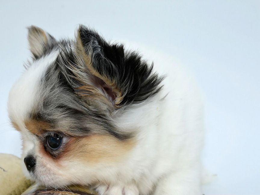 Чихуахуа мальчик в редком окрасе мерль