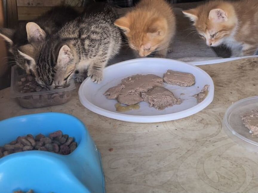 Котята в очень хорошие и добрые руки