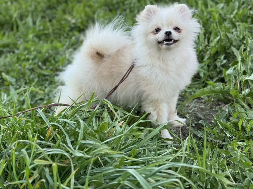 Померанский шпиц, мини мальчик, кремовый