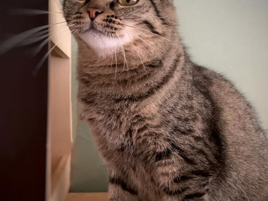 Кошечка из приюта ищет дом