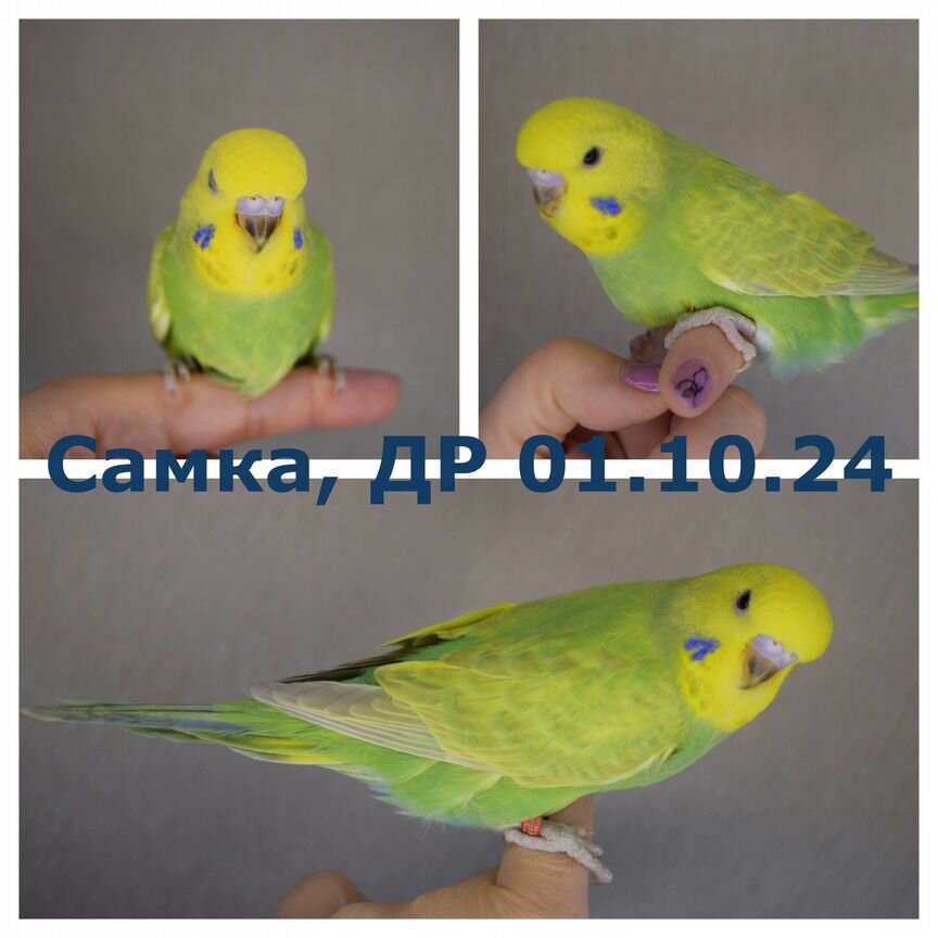 Ручные птенцы волнистых попугаев