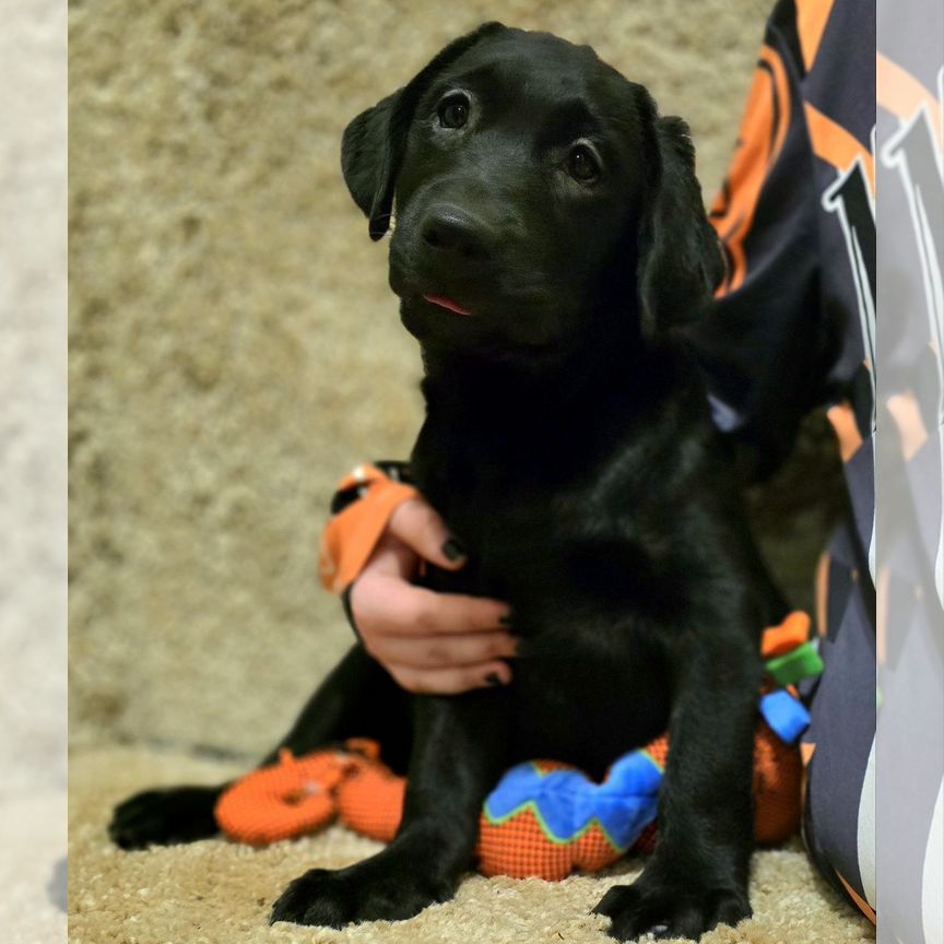 Лабрадор-ретривер, щенок