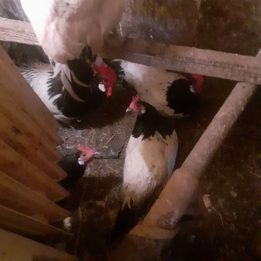 Соберу для инкубации яйцо