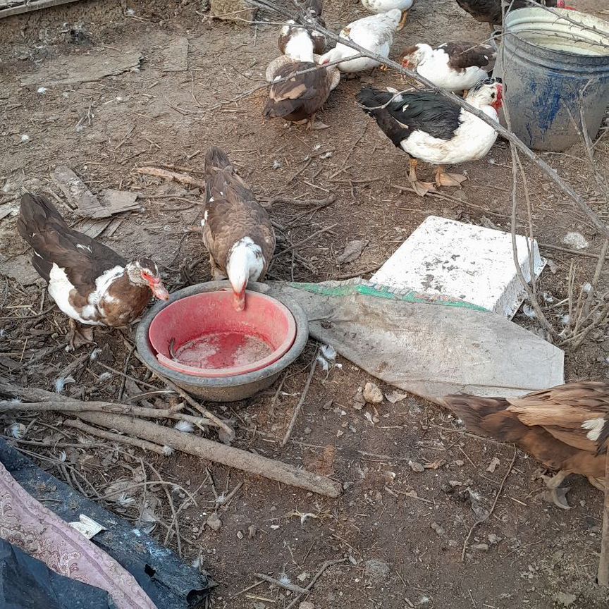 Мускусные утки