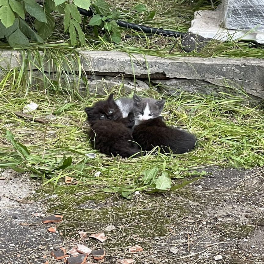 Котята в добрые руки