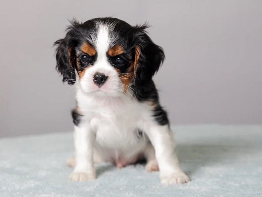 Кинг чарльз спаниель щенки