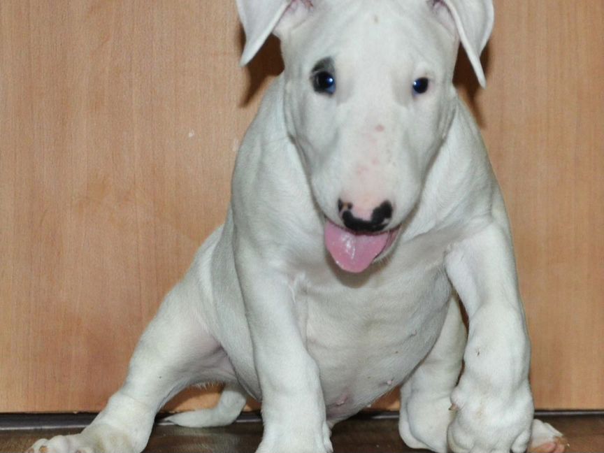 Щенки стандартного бультерьера