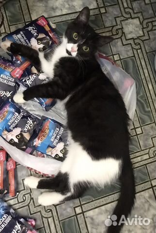 Котенок девочка с большими глазками