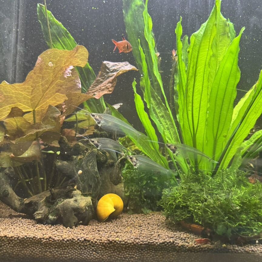 Стеклянный сом