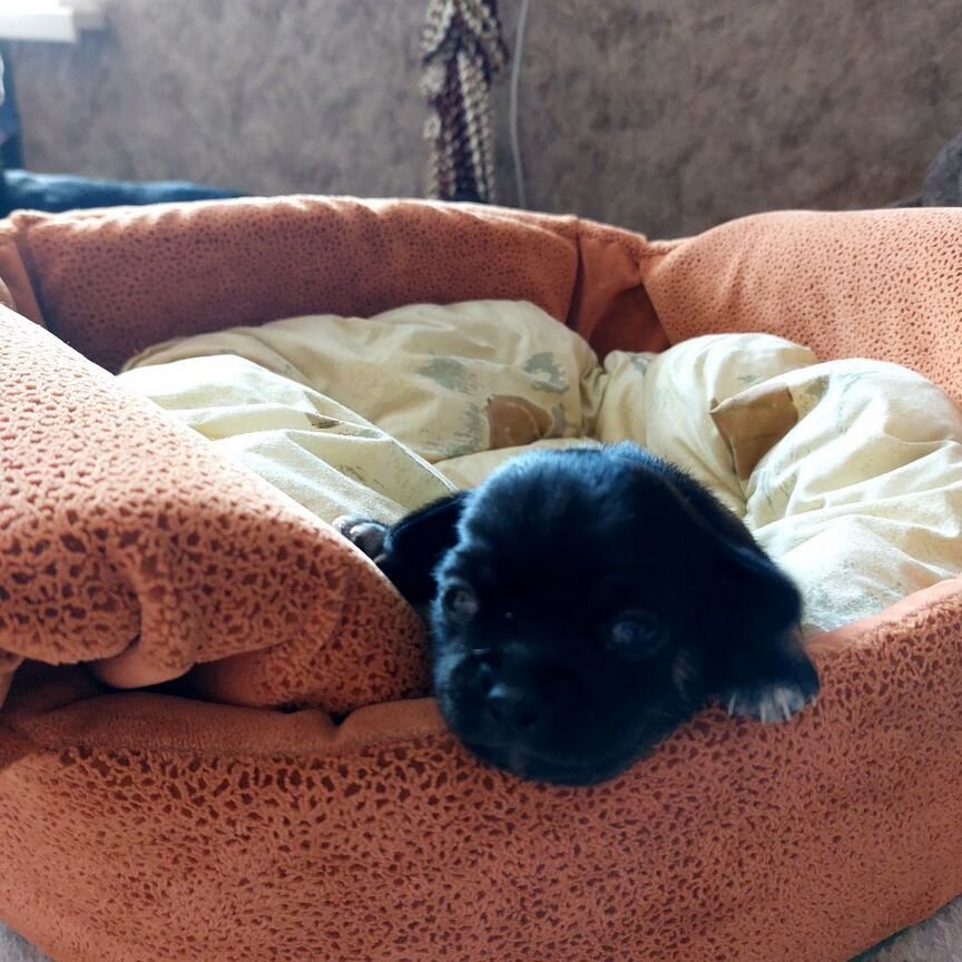 Щенки чихуахуа