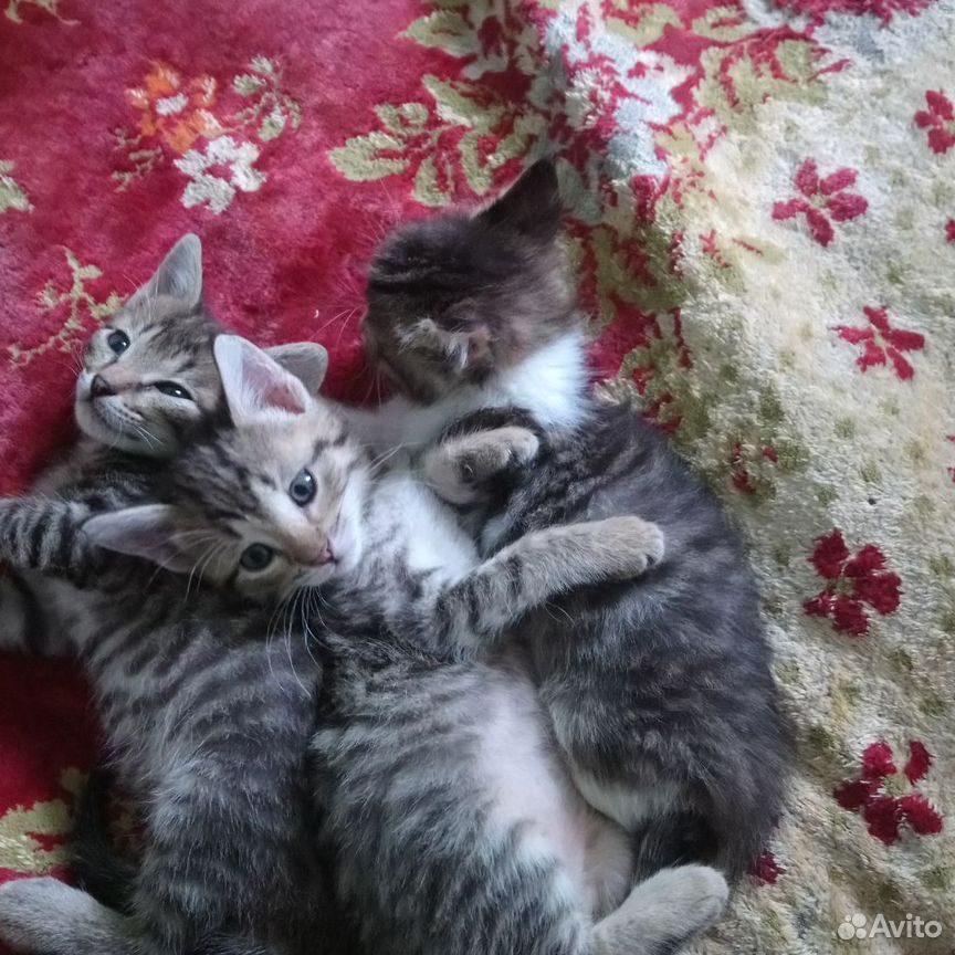 Котята в добрые руки
