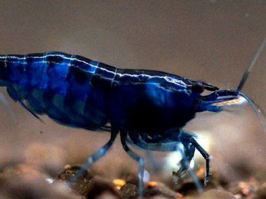 Креветки.отправка.видео на ютубе