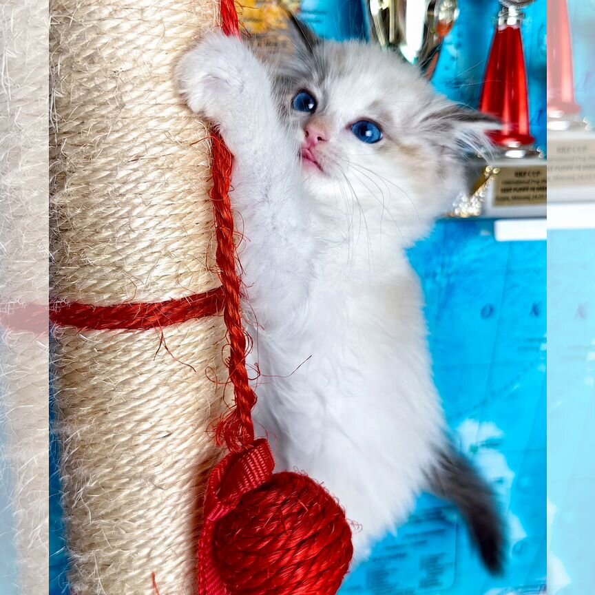 Рэгдолл котёнок