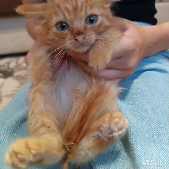 Рыжий котенок мальчик отдам в добрые руки