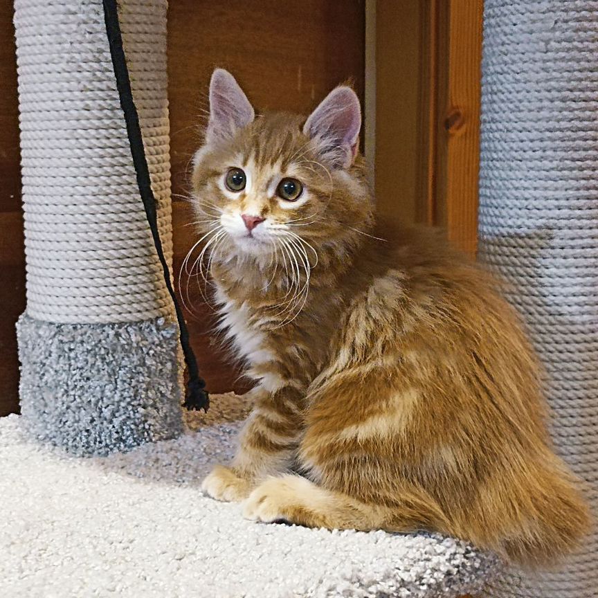 Котик курильский бобтейл
