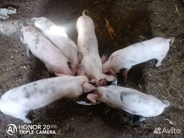 Поросята