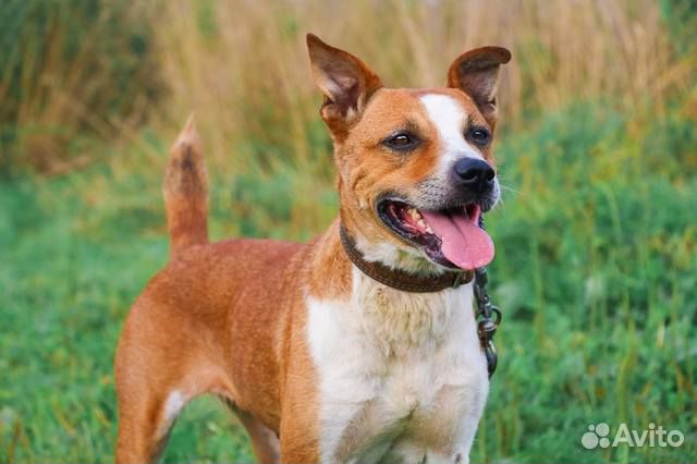 Метиска Амстаффа Нерея в добрые руки Москва и Мо