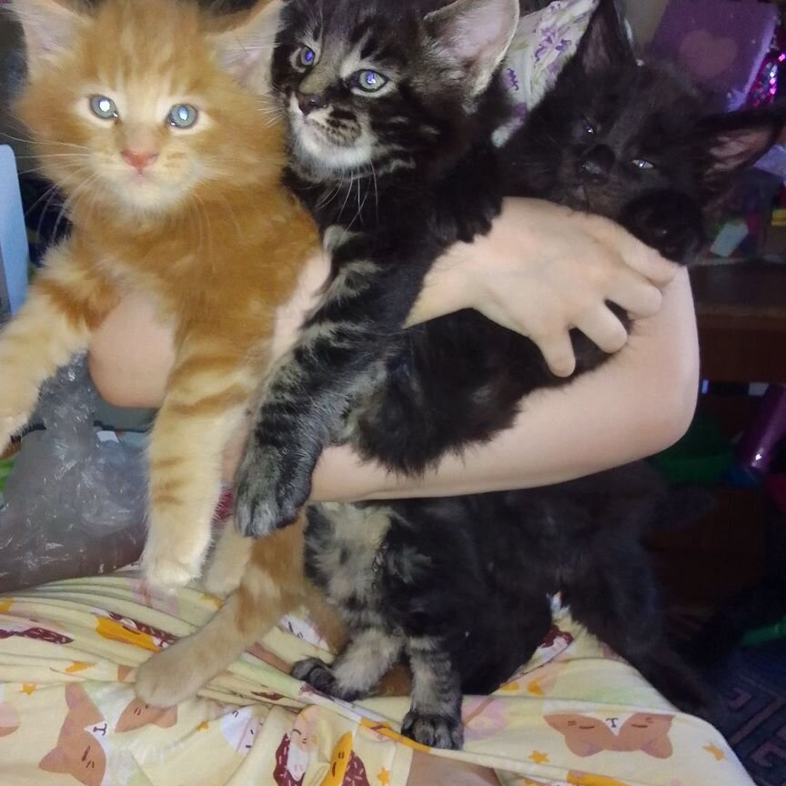 Котята Мейн - кун