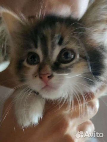 Котёнок (2 месяца, жен. пол)