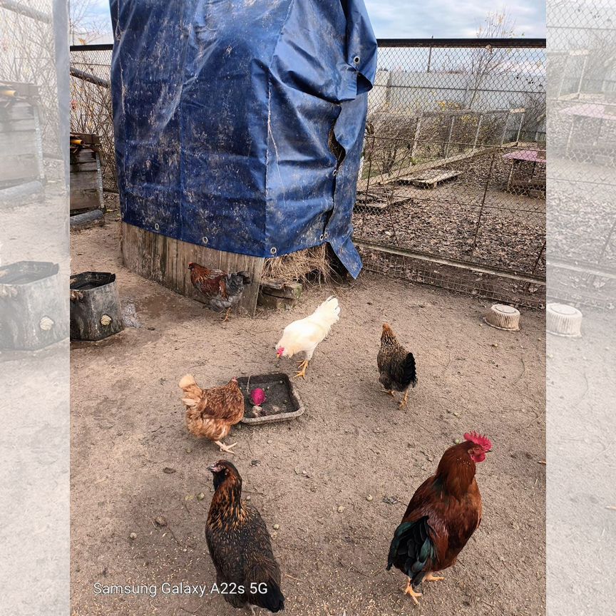 Куры домашние живые