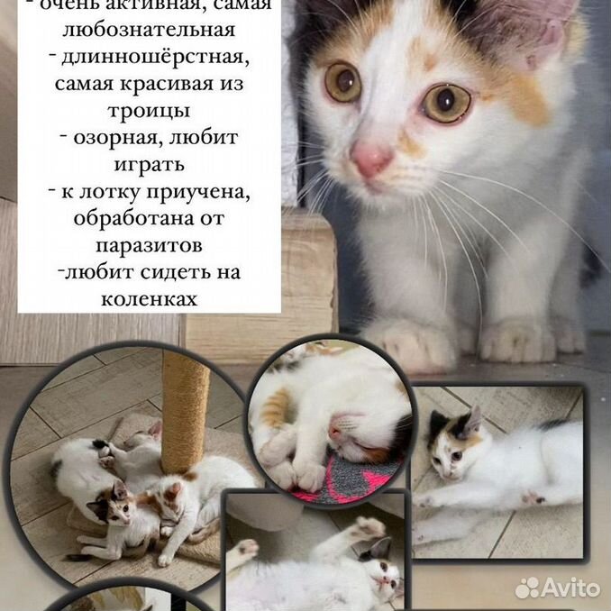 Котята, 2девочки, 1мальчик, в хорошие руки