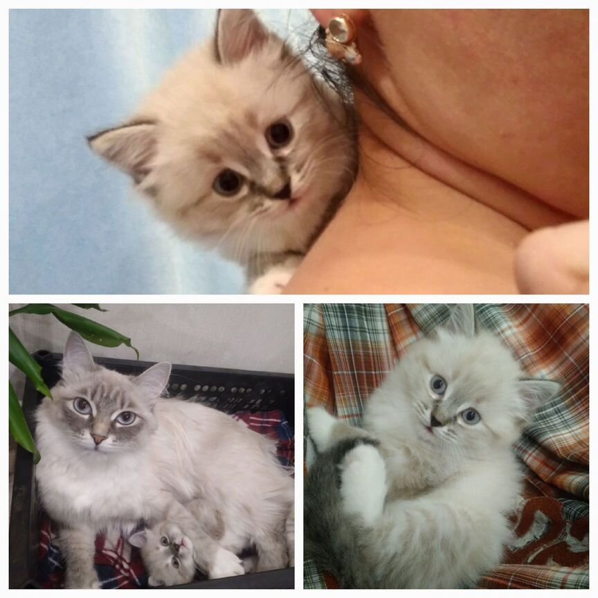 Невская маскарадная