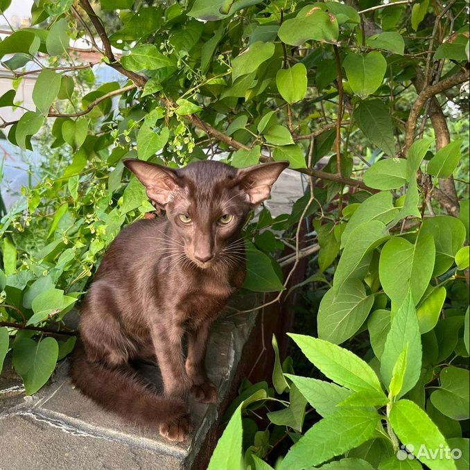 Ориентальный шоколадный красавчик