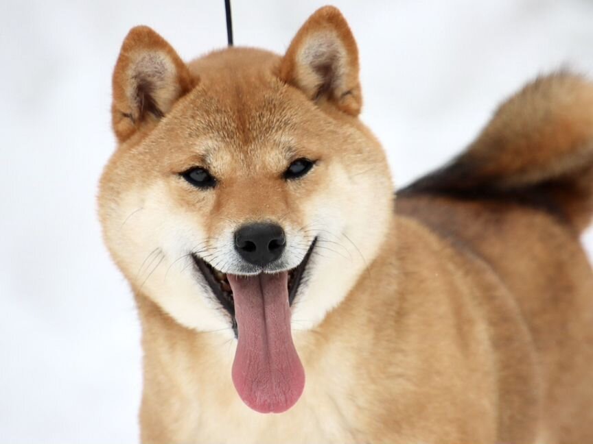 Сиба ину выставочная титулованная сука