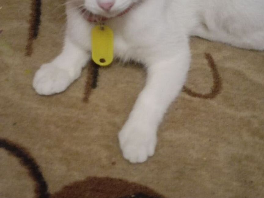 Чей кот