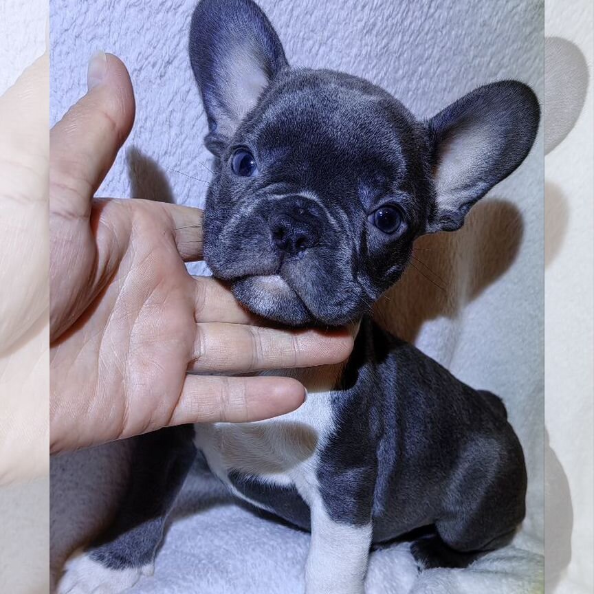Французский бульдог щенок