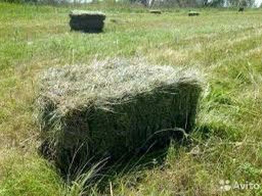 Сено в кипах есть доставка