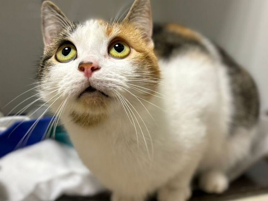 Кошечка Радость