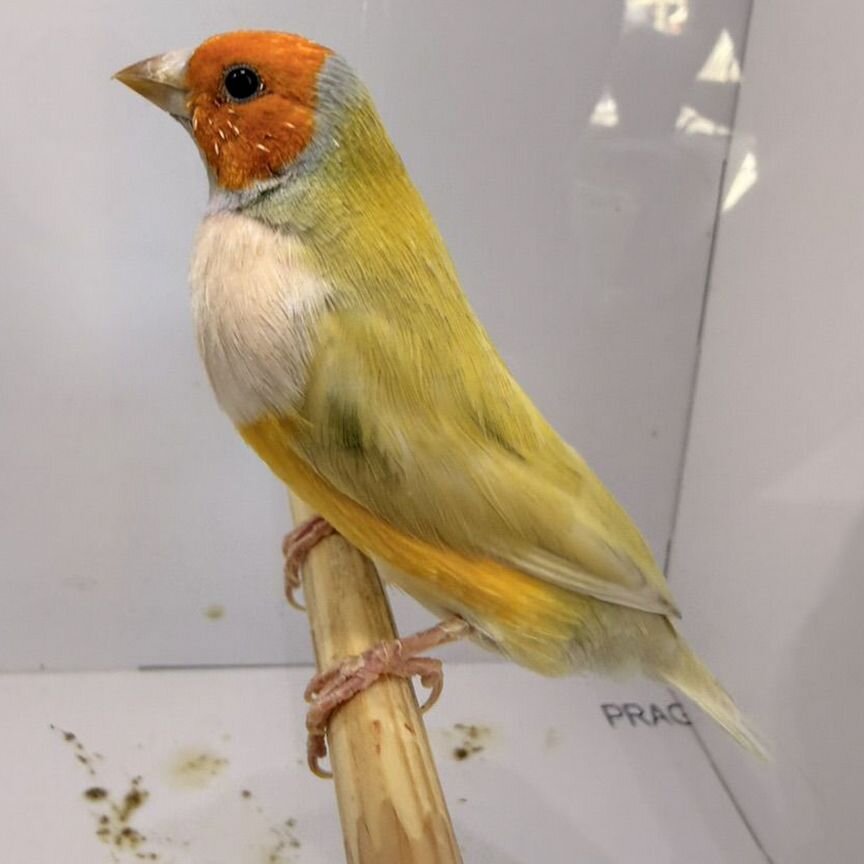 Амадины гульда