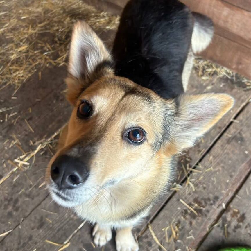 Взрослая собака в добрые руки