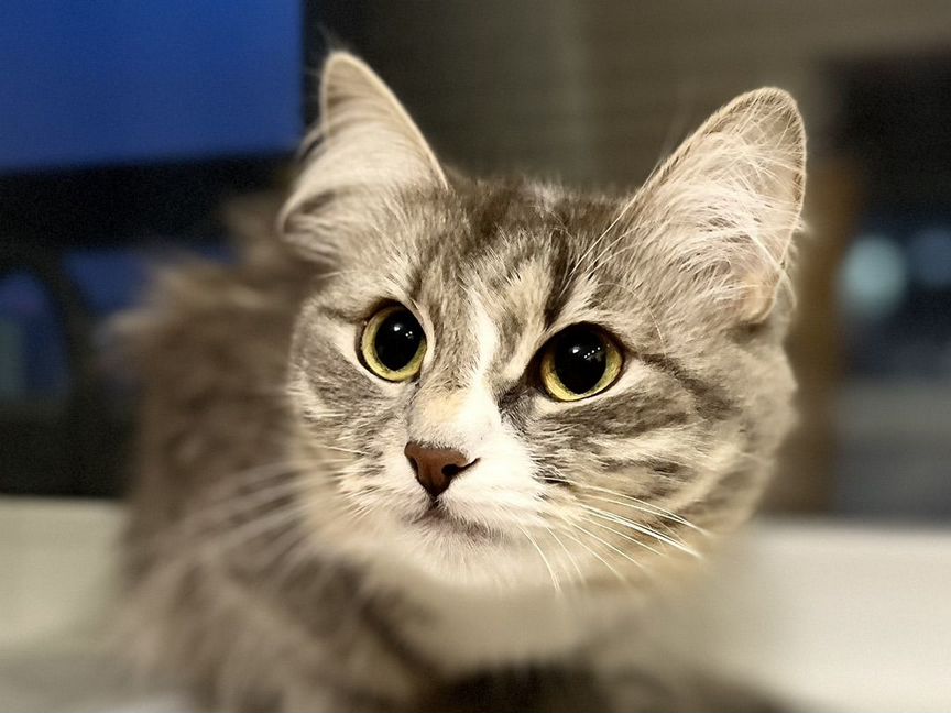 Кошка ищет дом