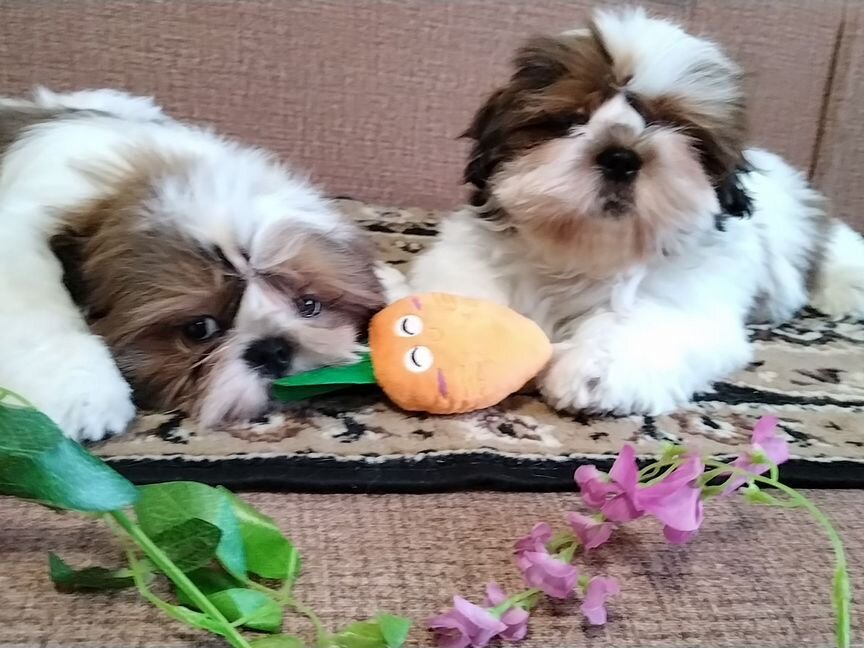 Крошки шитцу