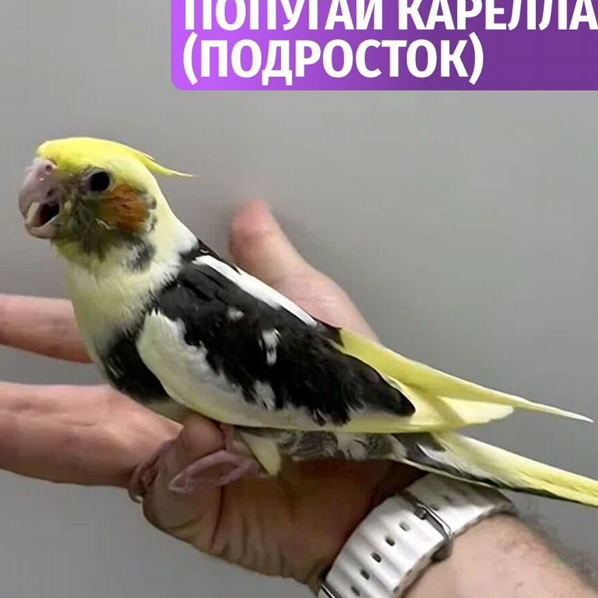 Попугай Корелла подросток
