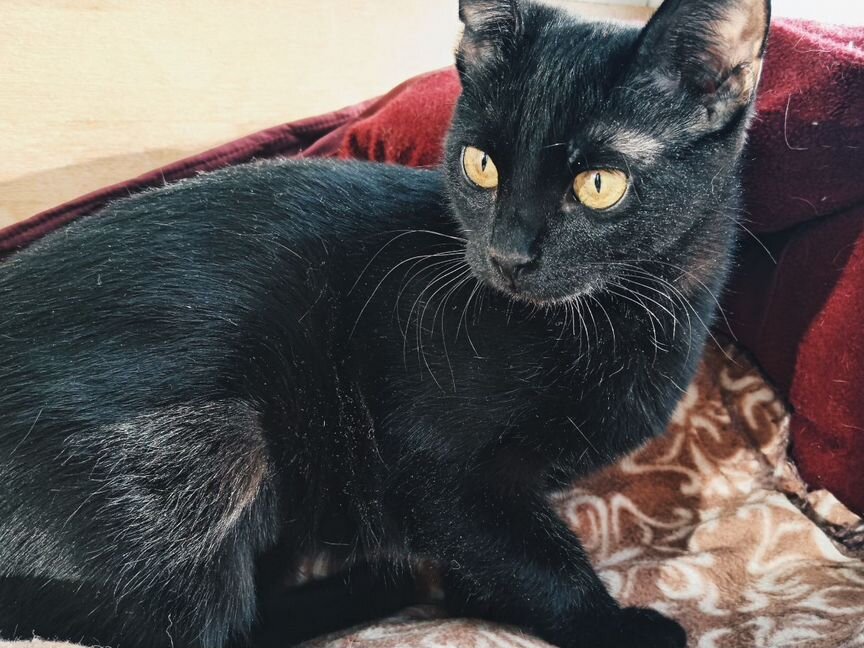 Черный котенок в добрые руки