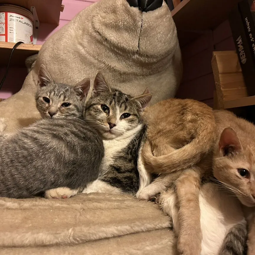 Котята в добрые руки