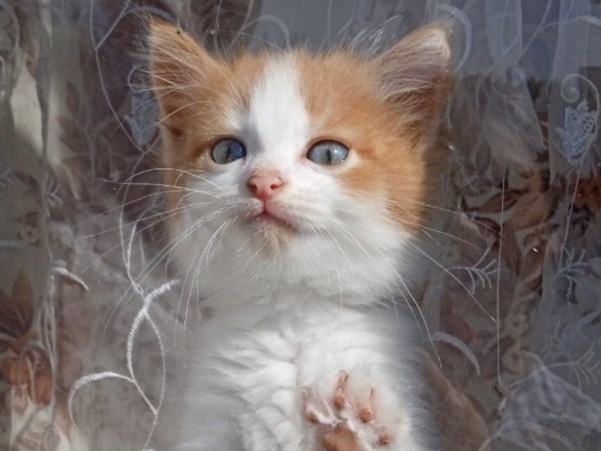 Нежная принцесса и обаятельный бандит (1,5 месяца)