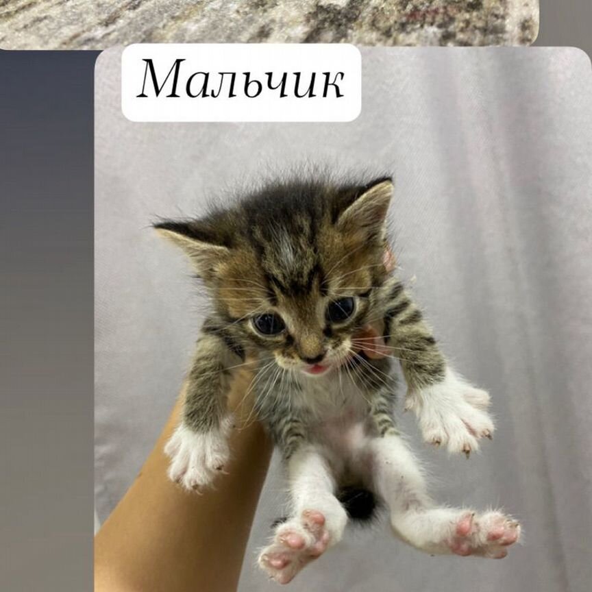 Котята от ловчей кошки