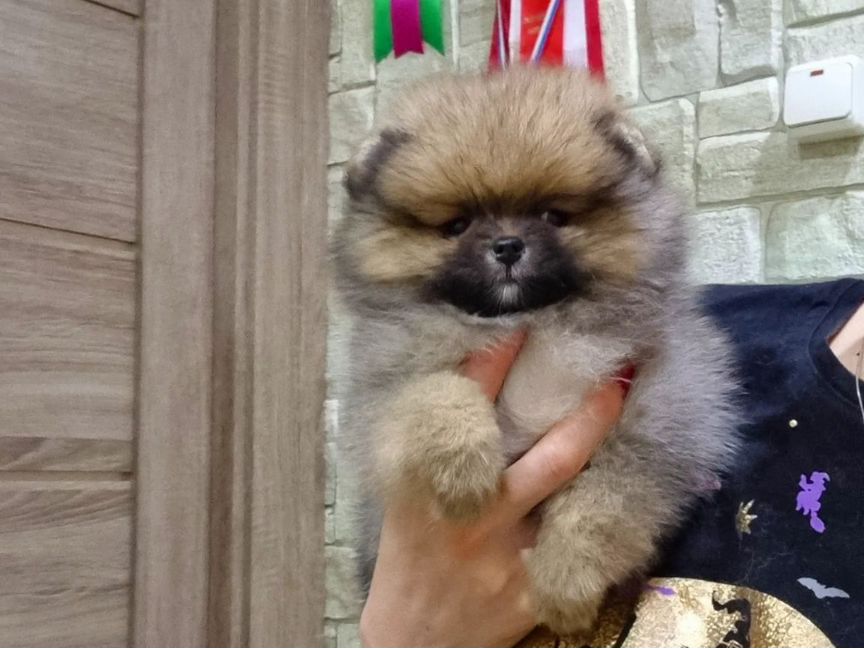 Девочка мини мишка 2 мес. Видео